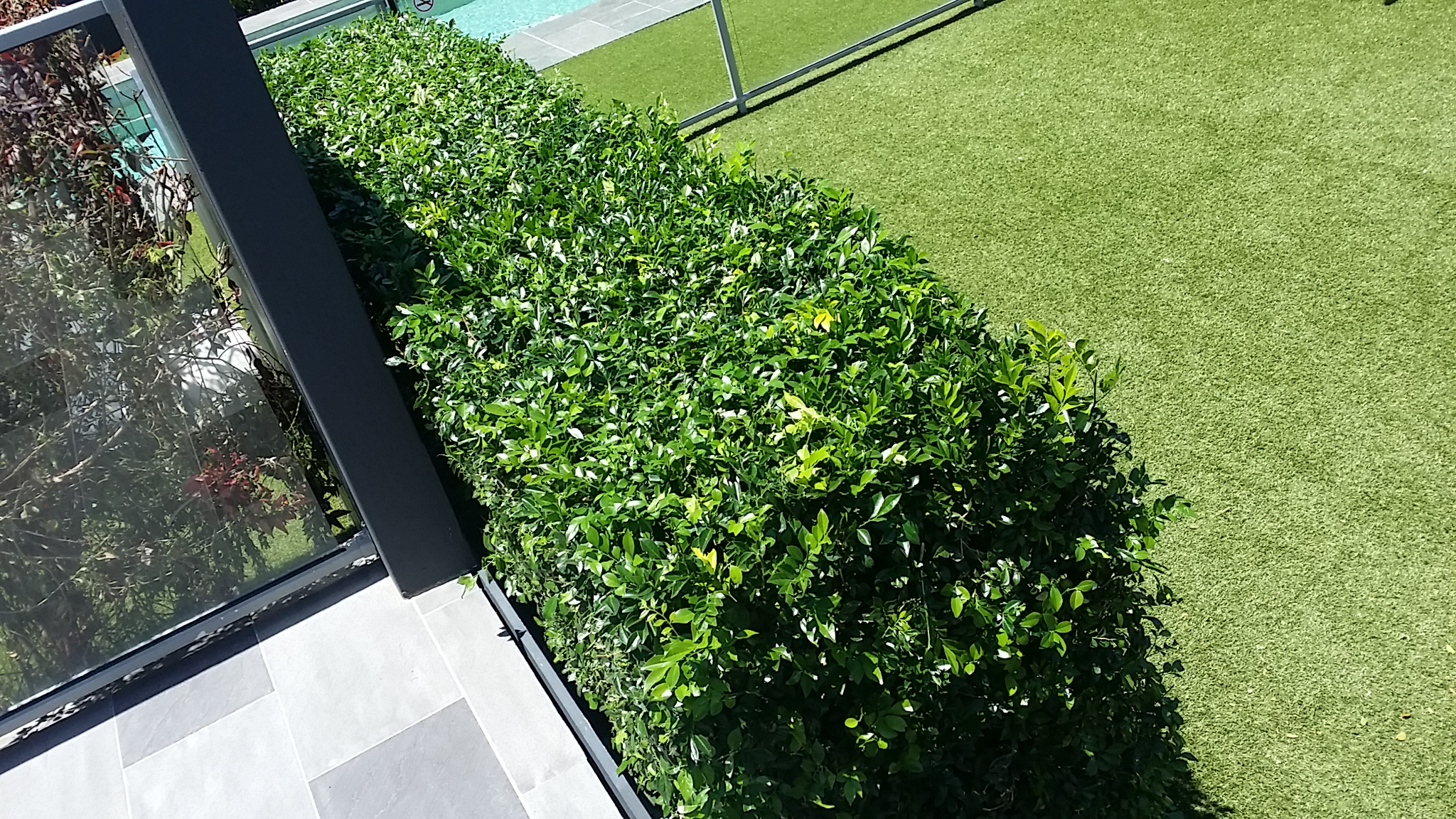 Hedge Trimming - YARD CLEAN LANDSCAPING